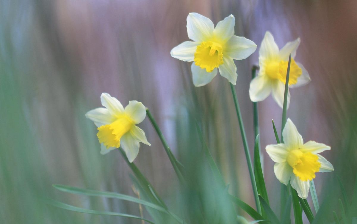 Wild Daffodil | Native plant species | Canal & River Trust