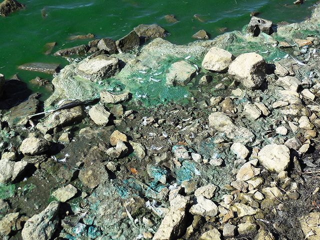 Blue green algae – what you need to know | Canal & River Trust