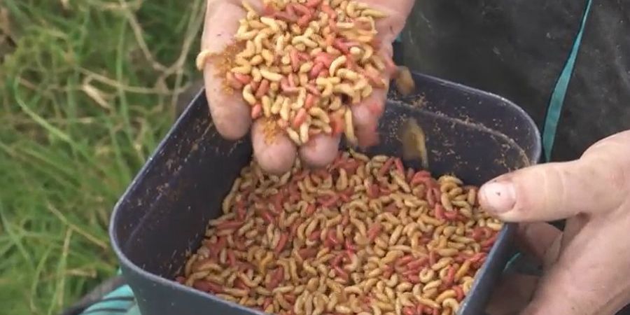 Large maggots | fishing