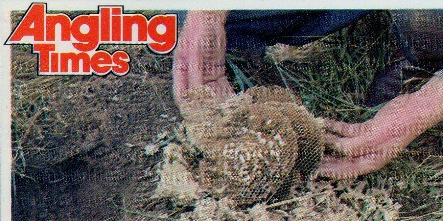 Wasp grub | Canal & River Trust