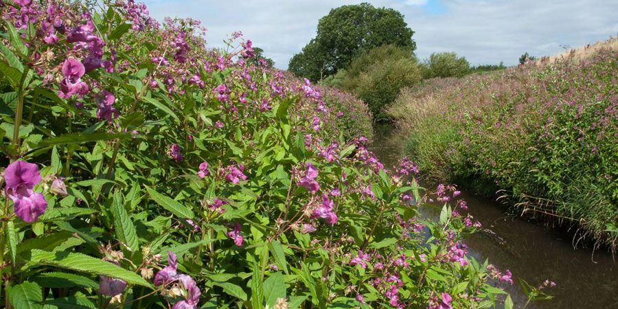 Himalayan balsam | Invasive species