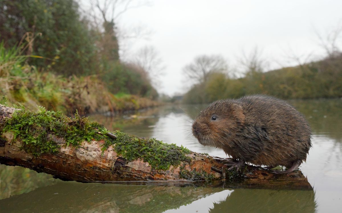 How to tell the difference between a water vole and a brown rat | Canal ...