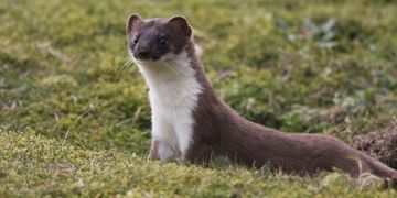 Stoat | waterway wildlife | Canal & River Trust